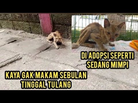 Astagfirullah Kucing Udah Struk Kurus Kering Menangis Di Jalanan Minta ...