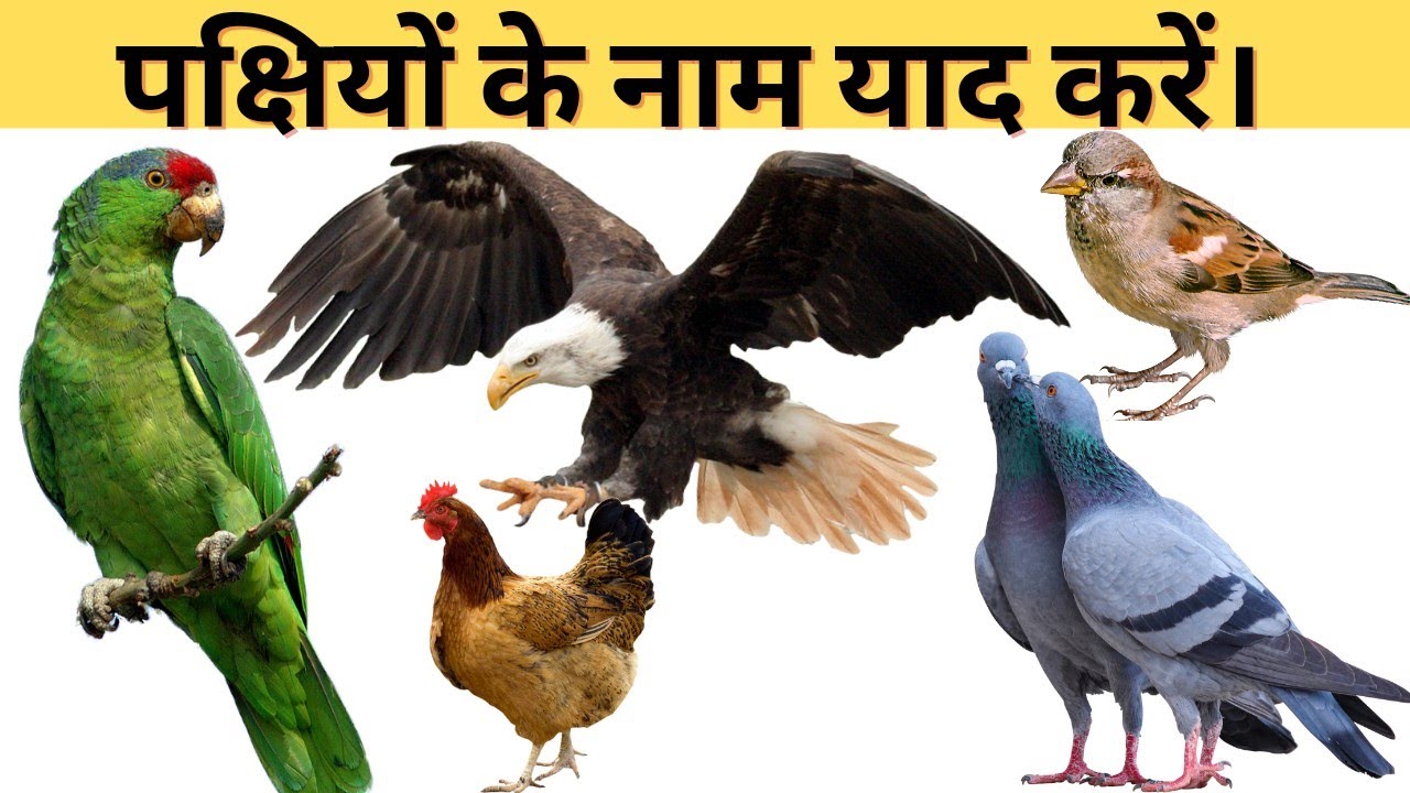 Name of Birds ll birds name Hindi and English with pictures ll pakshiyo ...