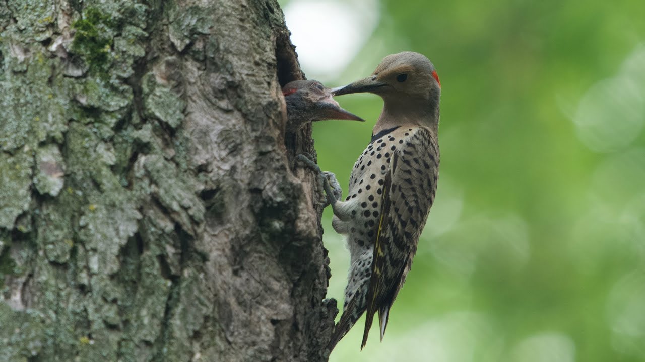Northern Flicker - feeding babies - YouTube