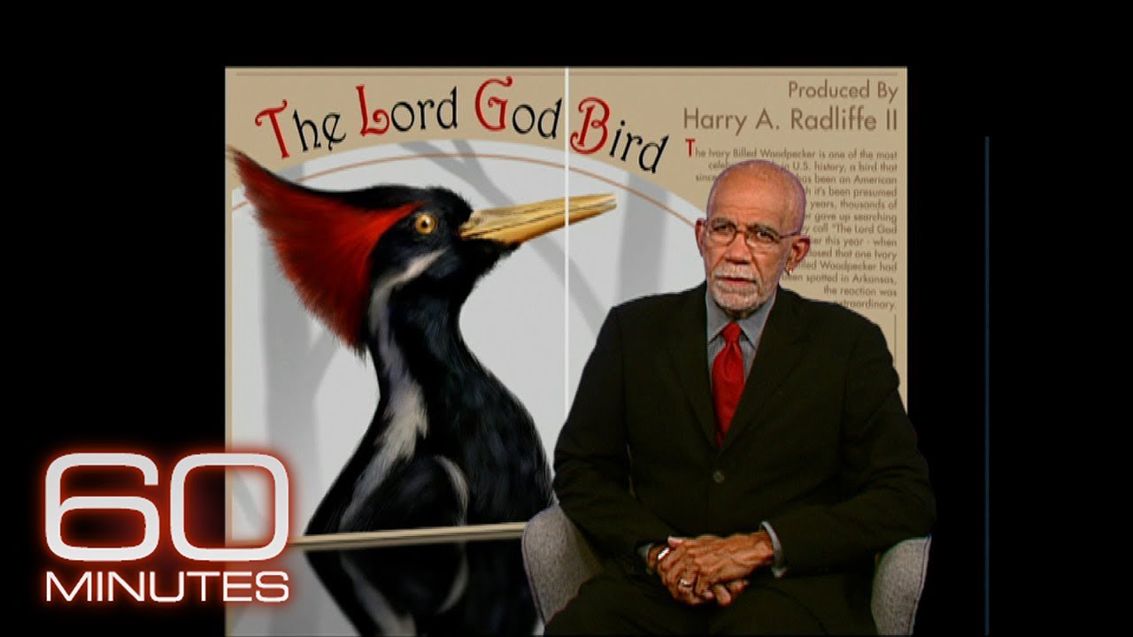 60 Minutes Archive: The Lord God Bird - YouTube