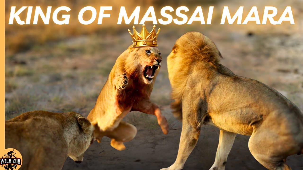 Scarface: the Unforgettable King of Masai Mara - YouTube