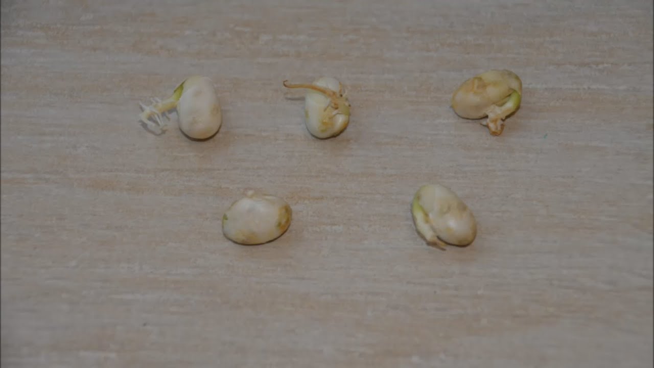 Kaljenje fižola - Čarovnija narave - YouTube