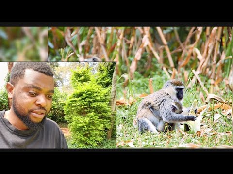 BAD SITUATION: MONKEYS DESTROYING CROPS AND BULLYING VILLAGERS - YouTube