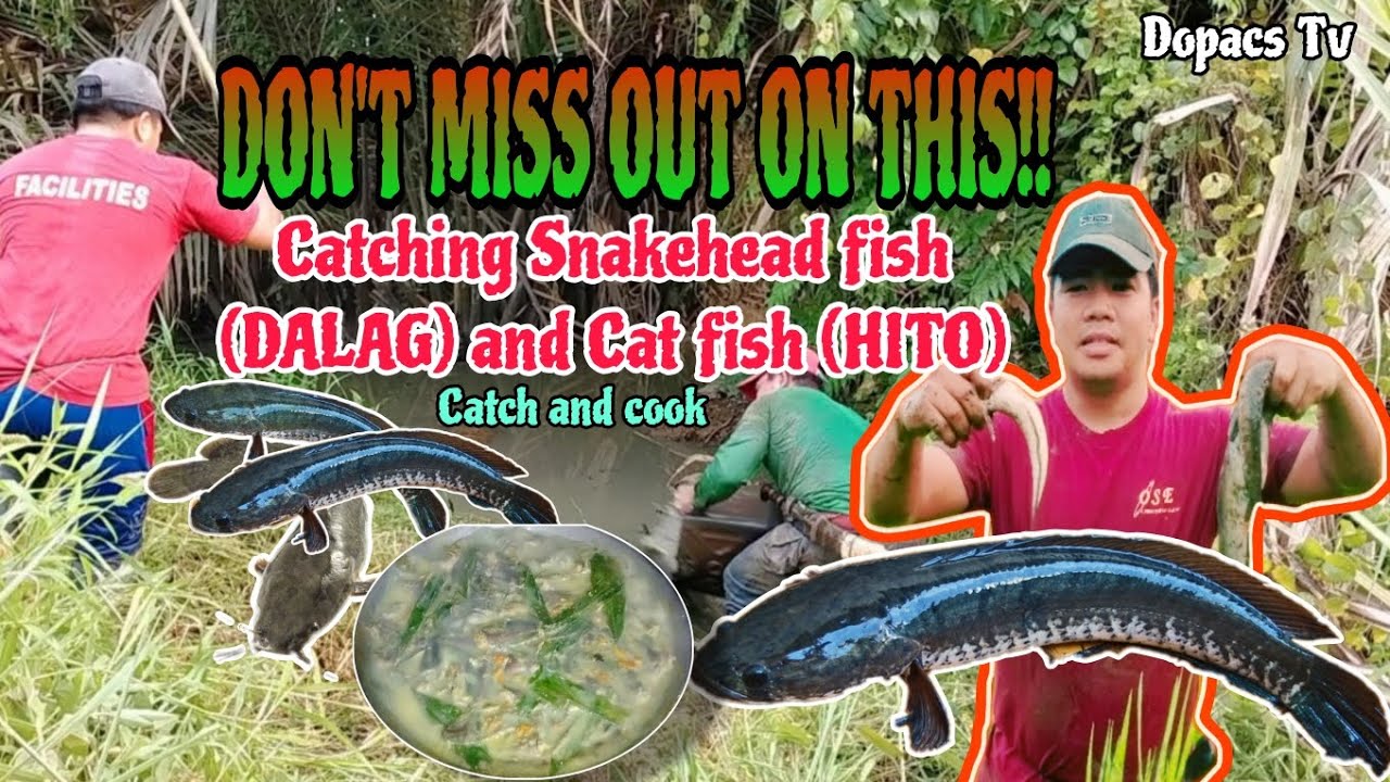 Catching snakehead fish(Dalag) and Cat fish (Hito) in Traditional ...