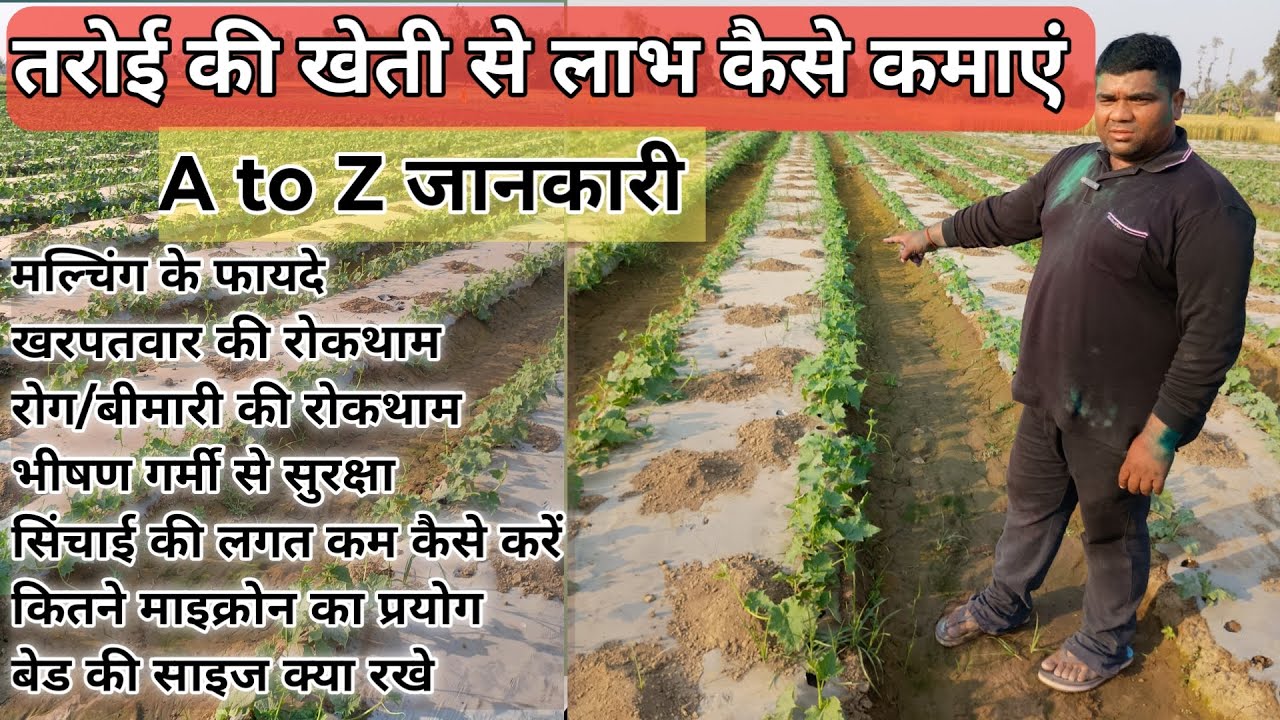 Ridge Gourd Farming: Best Practices for Maximum Yield and Profit/how to ...