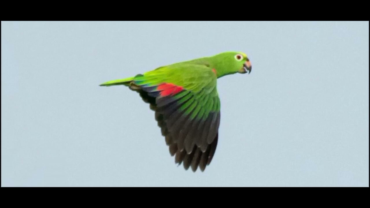 Loro real (amazona ochrocephala) sonidos - YouTube