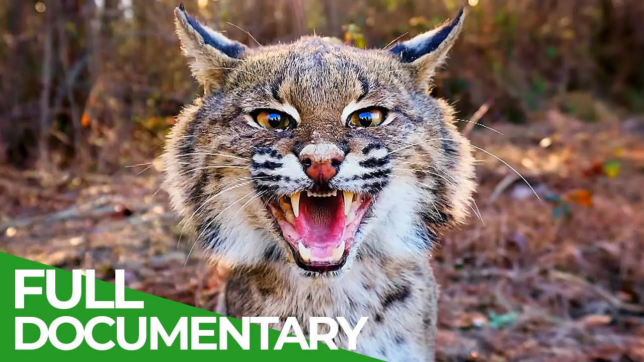Wildlife - Just Wild Cats | Free Documentary Nature - YouTube