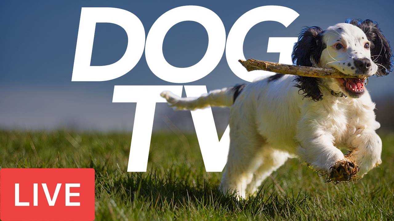 Exciting LIVE Dog TV - Relax Your Dog with Interactive Footage! (24/7 ...