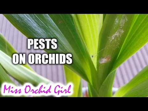 Why Are Orchids Called Parasites