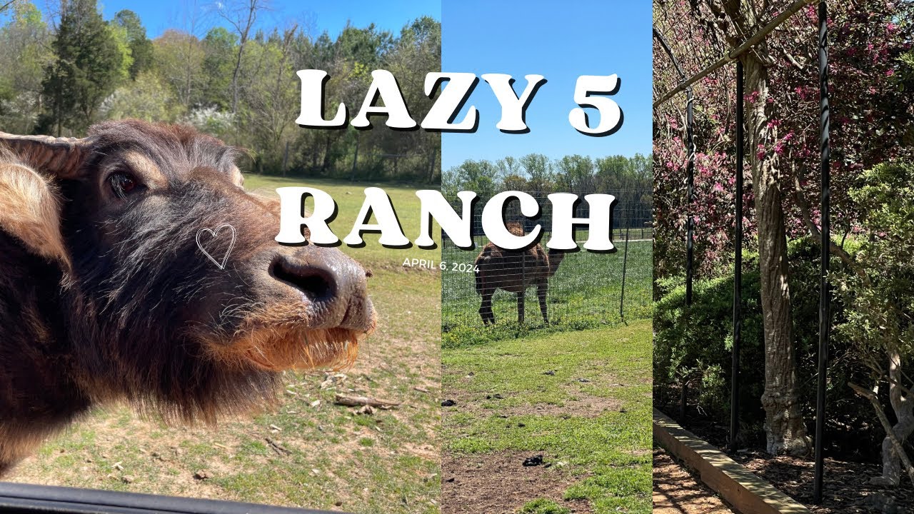 FEEDING ANIMALS at LAZY 5 ranch 🐃🦬🐐 - YouTube