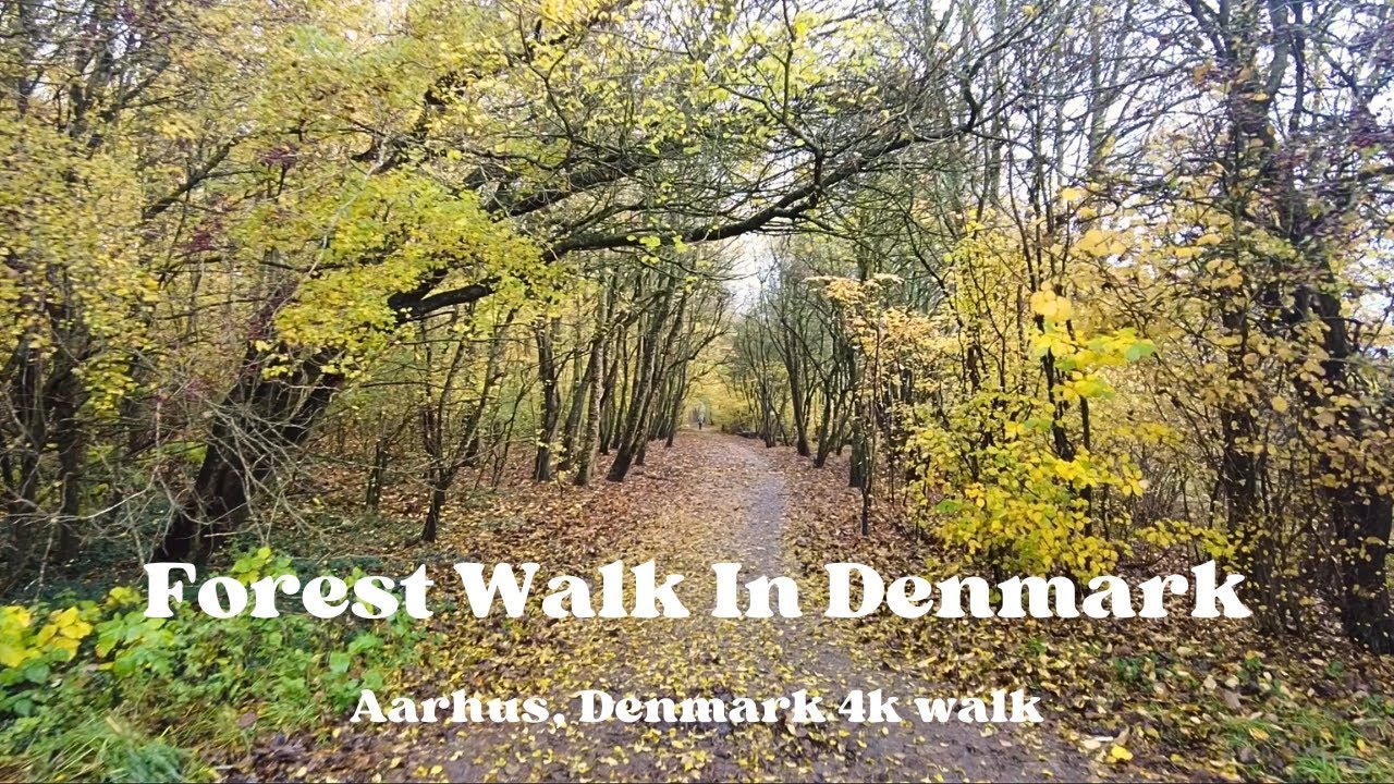 Autumn Vibes Forest Walk In Aarhus, Denmark - Scandinavian Nature ...