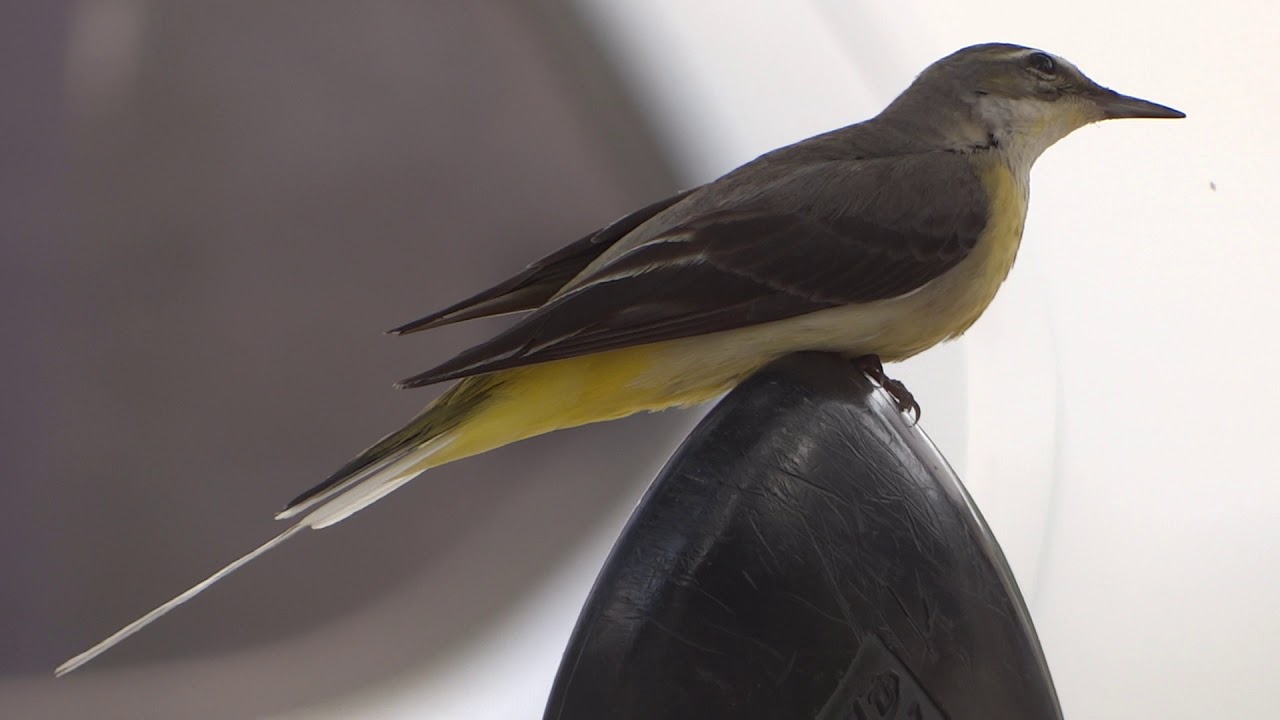 Wildlife around us, Single leg bird. #birds #wild #nature #wildlife ...