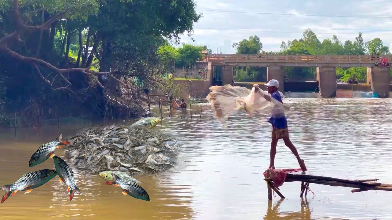 Fisherman Cast Net Fishing Real Life Amazing Fishing At Countryside ...