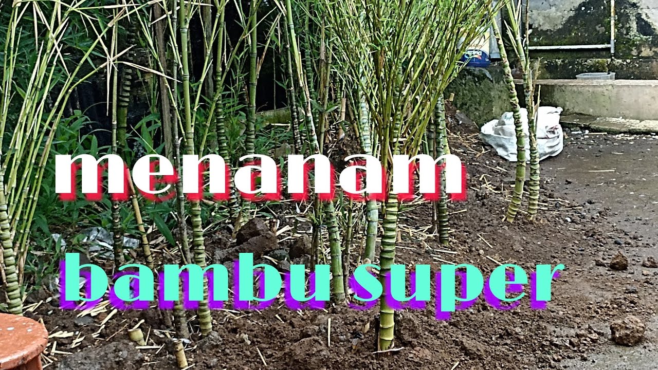 cara menanam bambu super istimewa biar hidup normal - YouTube