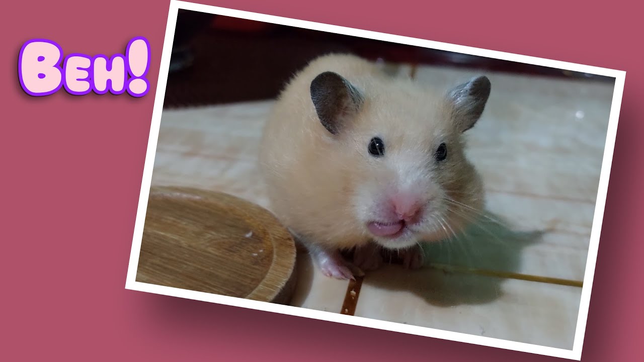 Grumpy adorable hamster enjoying her snack 🐹 - YouTube