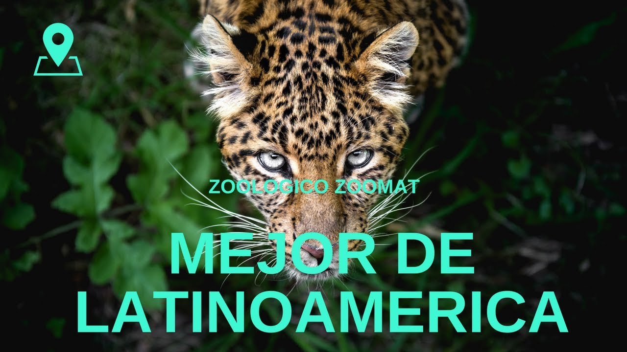ZOOMAT EL MEJOR ZOOLÓGICO / Chiapas, México. - YouTube