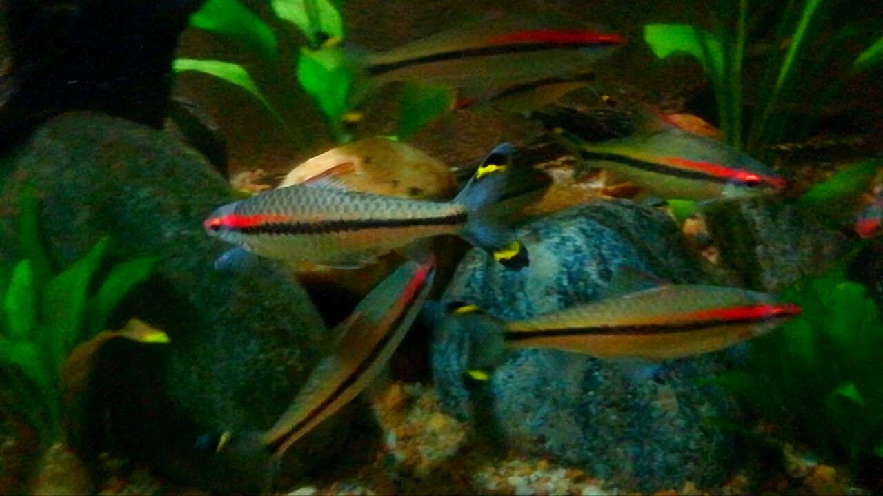 Densions Barb Fish | Red Line Torpedo Barb Fish Tank - YouTube