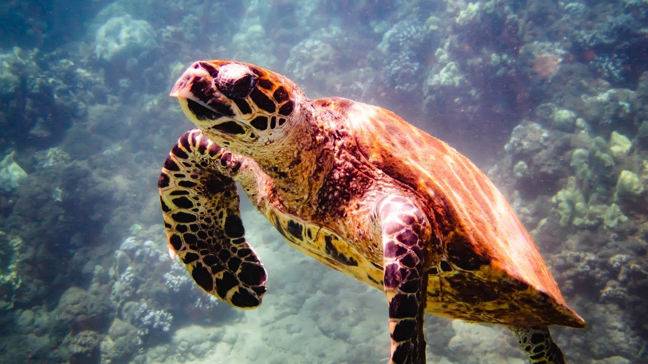 Swimming with a Hawksbill Sea Turtle (Honu'ea) - Maui, Hawaii - YouTube