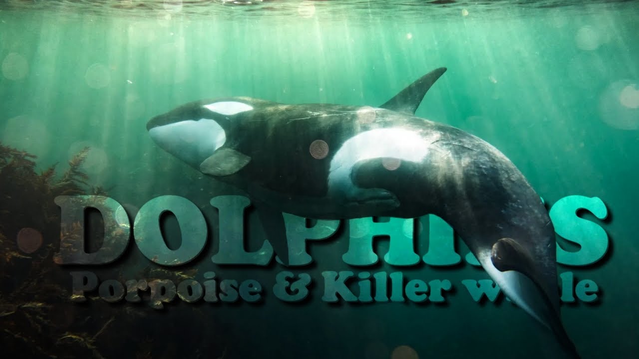 Evolution of DOLPHINS - YouTube