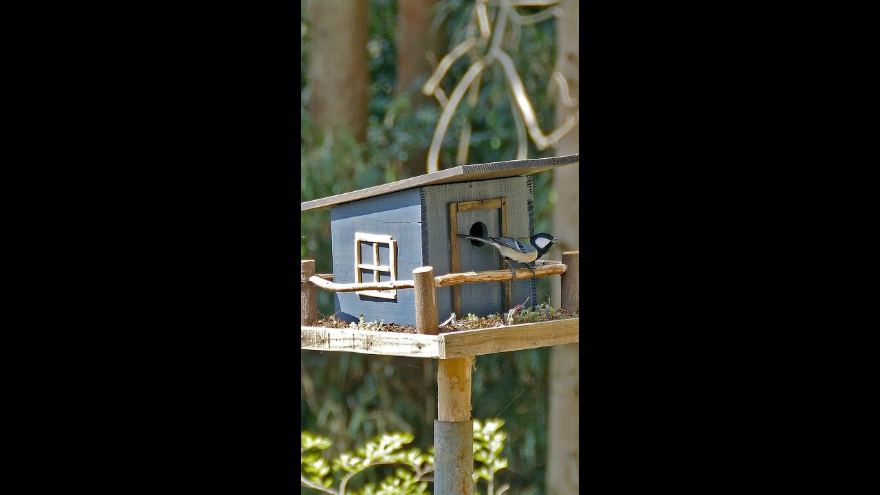 Making a blue bird box #shorts - YouTube