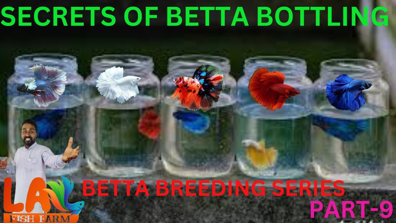 How to Bottle Betta fish / BETTA FISH BREEDING SERIES PART -9/बेट्टा ...