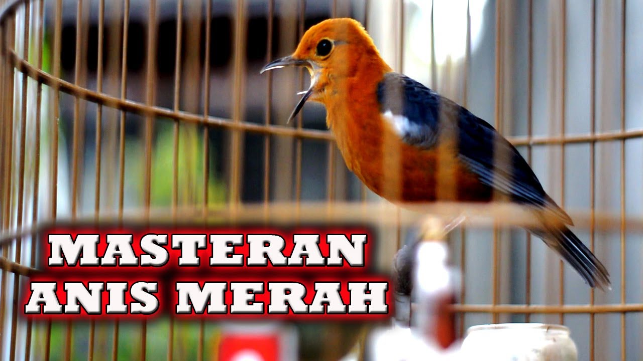 MASTERAN ANIS MERAH COCOK UNTUK MENGGACORKAN - YouTube