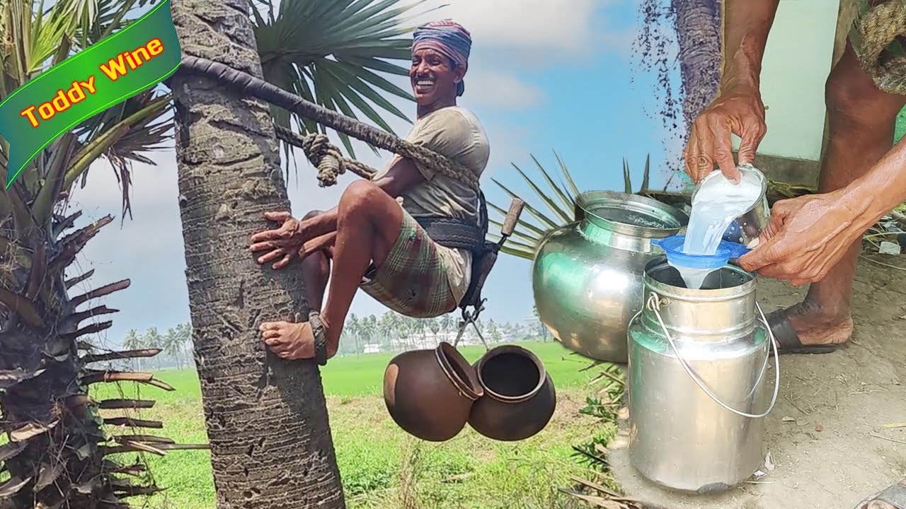 Juice of toddy palm | Palmyra palm juice natural | ताड़ का पेड़ | Thati ...