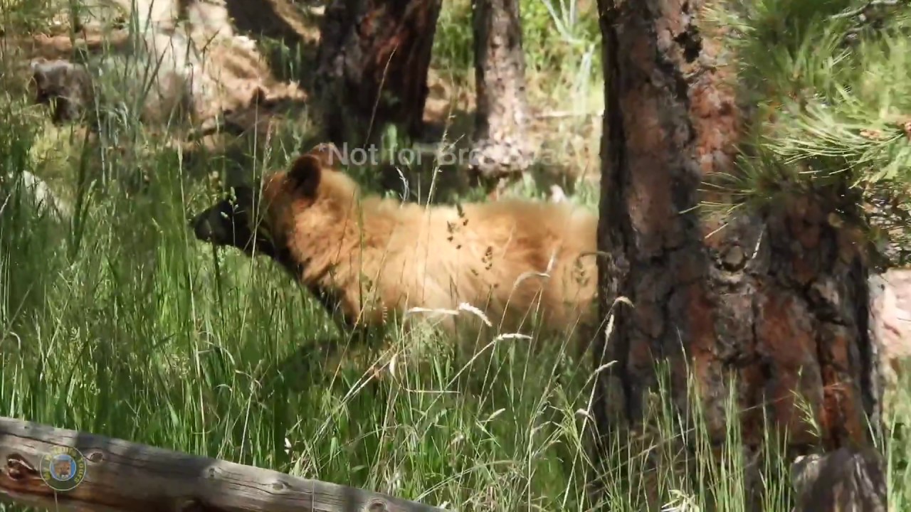 Boulder Colorado Bear Compilation (100% Wild) - YouTube