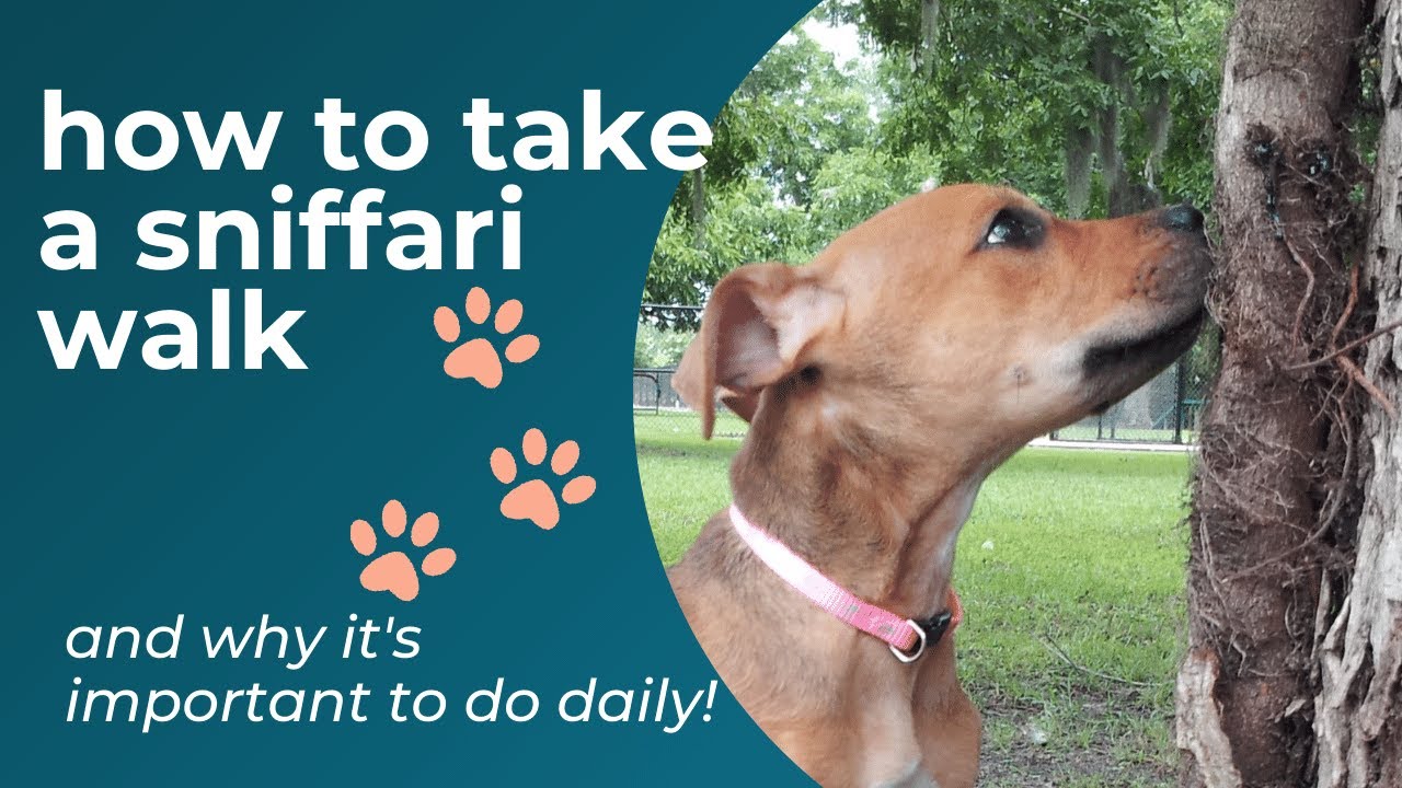 How to take a sniffari walk using a long line leash for dogs - YouTube