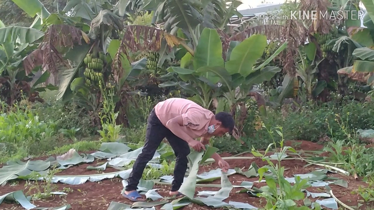 Hôm nay xuống nhà cháu gói bánh téc. Ngày mai ăn nôen - YouTube