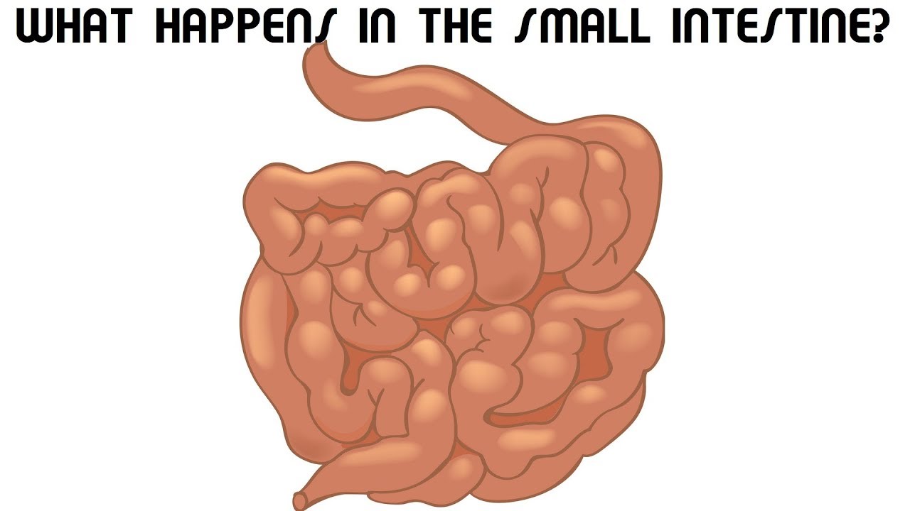 Intro to Nutrition #54: THE DIGESTIVE SYSTEM Anatomy: What Happens in ...