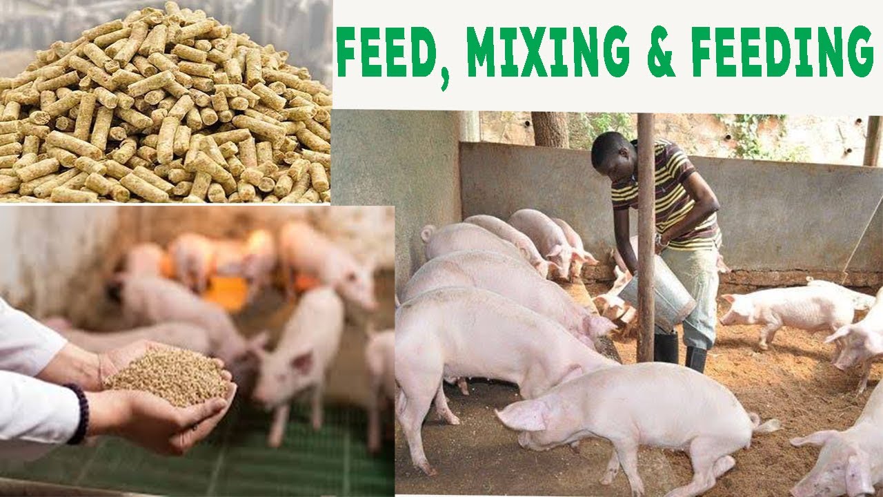 Feed, mixing and feeding of pigs - YouTube