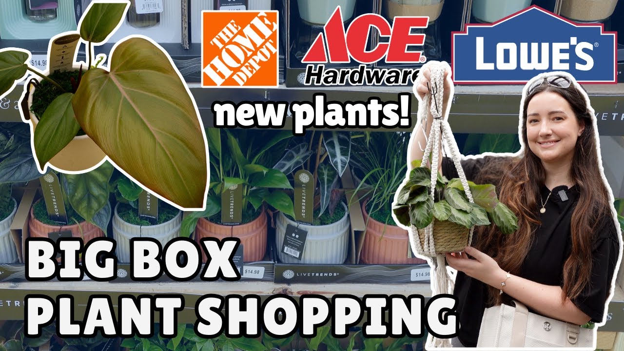Let's Go Big Box Store Plant Shopping! 3 Locations & New Shipments ...