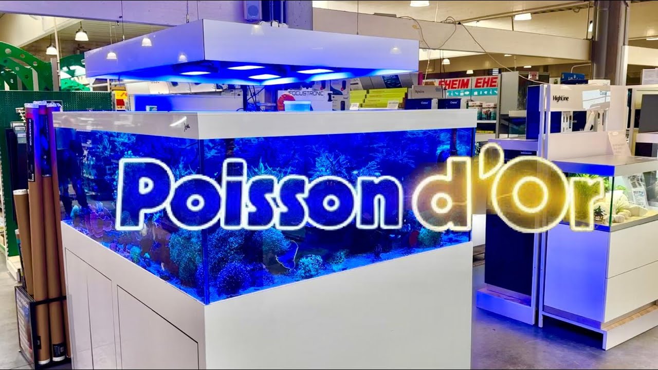 Poisson d'Or - Alles voor je zoetwater/zoutwater aquarium en vijver ...