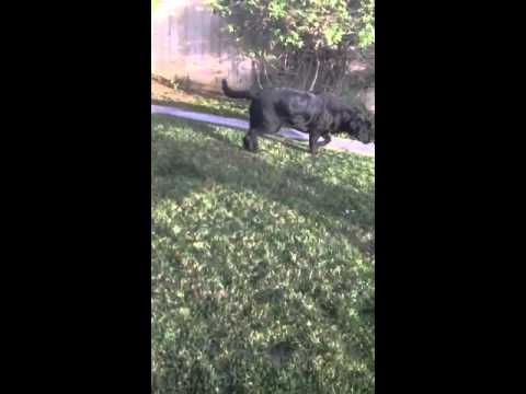 Black Labrador Poops - YouTube