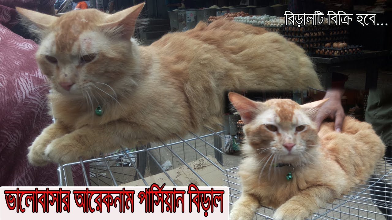 This cat will be sold | পার্সিয়ান বিড়াল | Persian cat | Persian cat ...