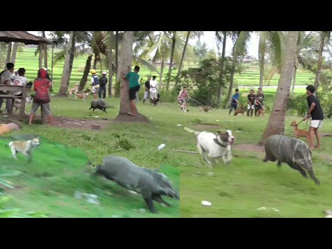 BABI BESAR PROFESSIONAL - YouTube