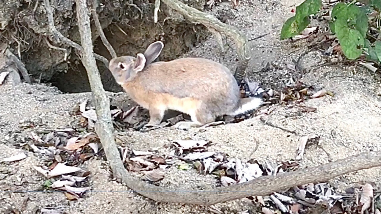 Wild rabbits thriving in the great outdoors - YouTube