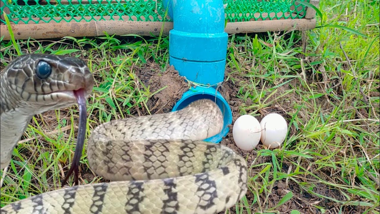 Innovative way to build underground snake traps using, plastic pipes ...