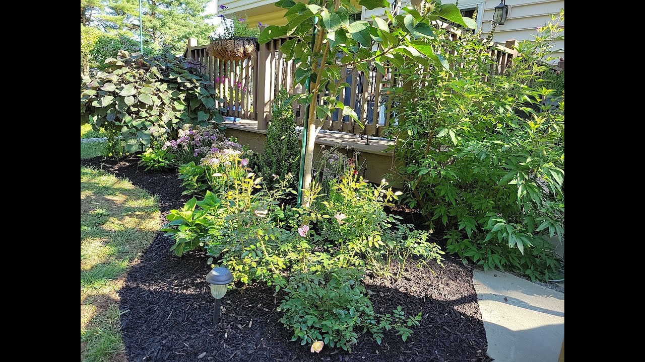 Planting Wee Bit Innocent Hydrangeas and NewGen Boxwoods!! // The ...