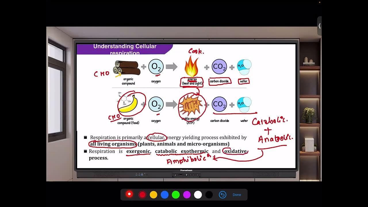 respiration lecture 1 by Dr Kabir pokhrel sir for class 12 and cee - YouTube