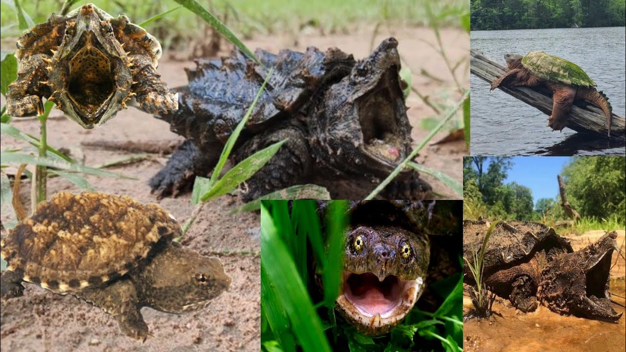 Snapping Turtle vs Alligator Snapping Turtle | Snapping Turtle Habitat ...