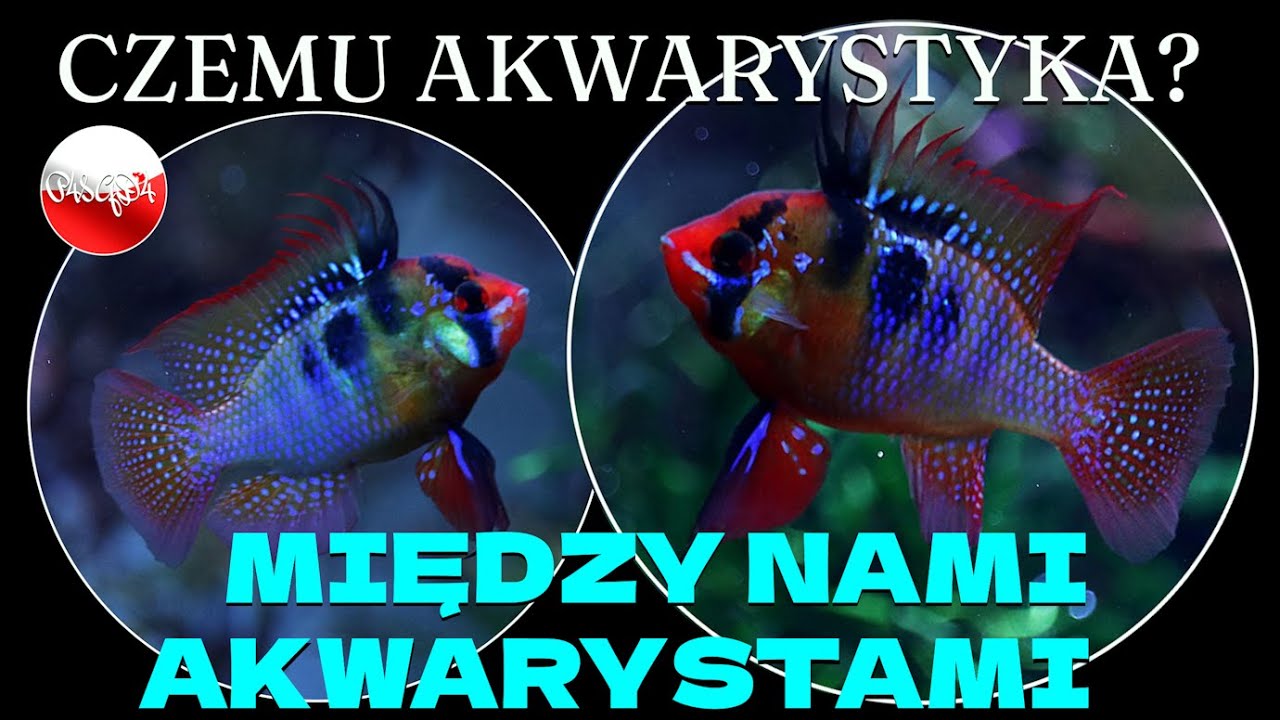 AKWARYSTYKA NA ŻYWO - Czemu Akwarystyka? - Między Nami Akwarystami ...
