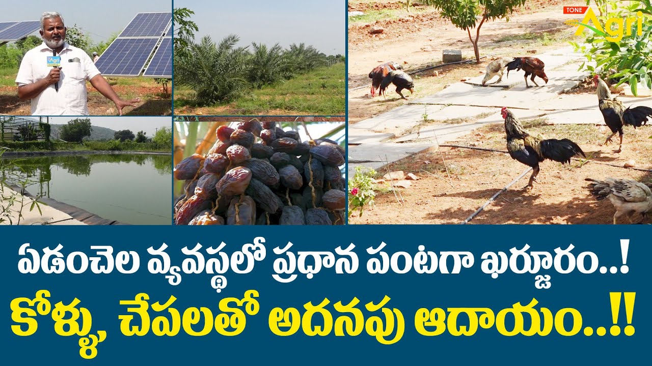 Kharjuram (Dates) Farming in Andhra Pradesh | ఏడంచెల వ్యవస్థలో ప్రధాన ...