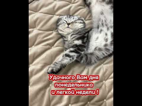 Если в понедельник - YouTube