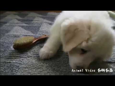 Great Pyrenees puppy Funny dog compilation - YouTube