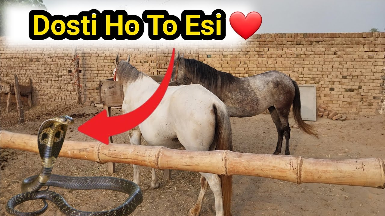 Aj Garmi Na Ghoru Ka Hal Bura Kar Diya 😭| Horse Video - YouTube