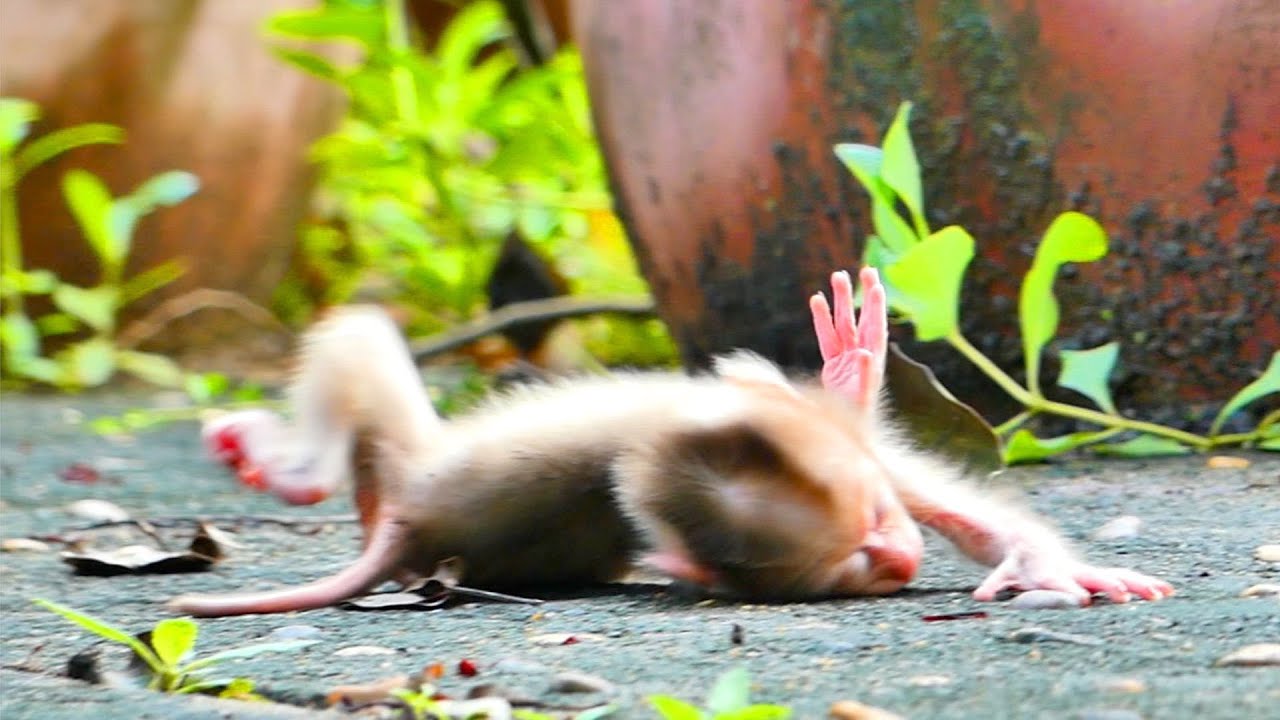 Super Cutest Baby NIKO Feels On Cement When He Tries To Standing Up ...