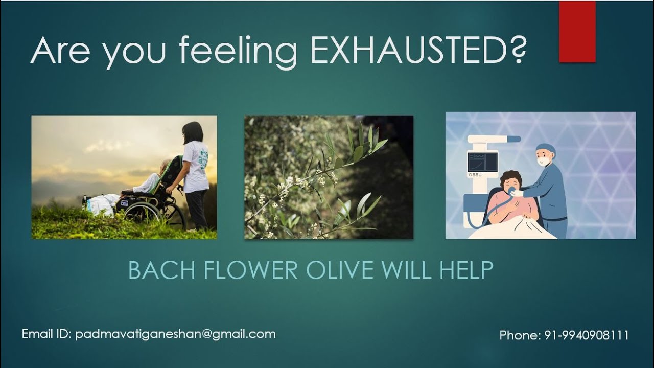 Are you feeling Exhausted? Bach Flower Remedy Olive will help you ...