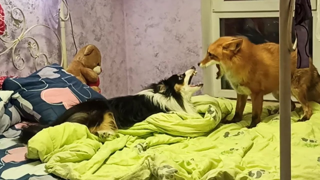 The Fox does not give up in this fight | The dog is showing aggression ...